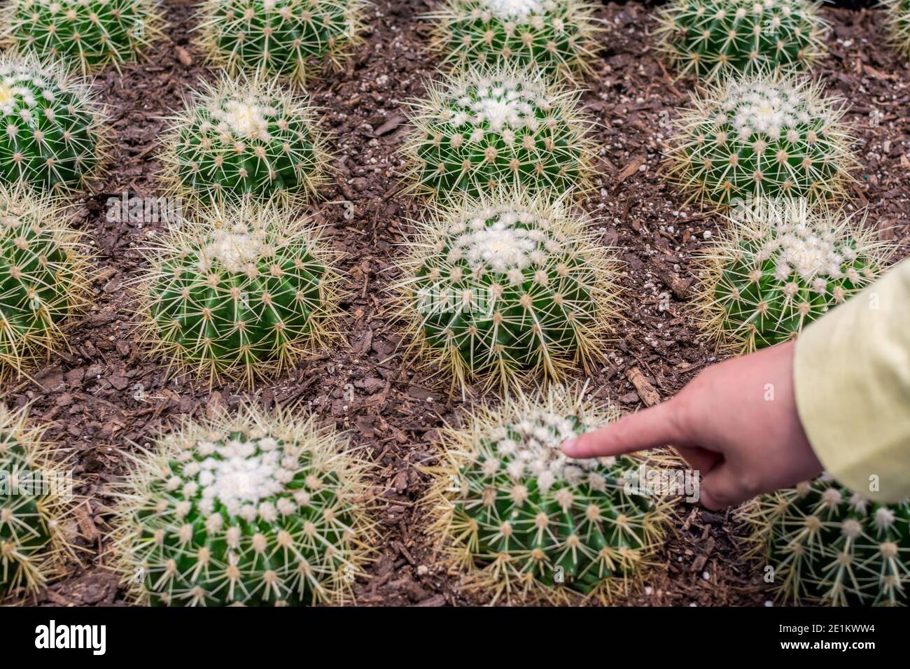 A hand pointing at rows of ball cacti, a species of flowering plant in ...