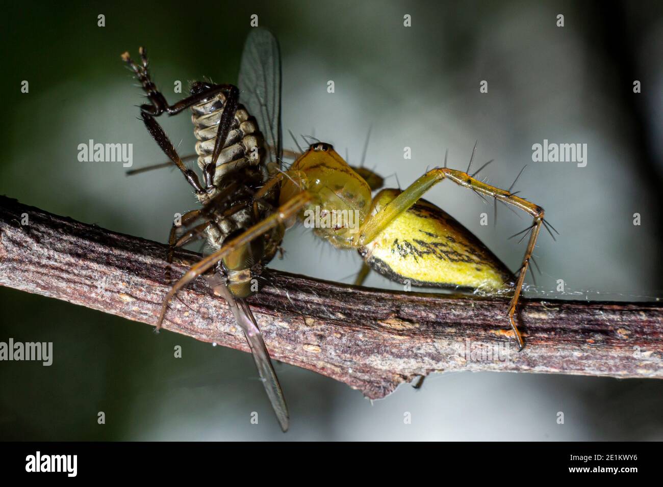 jumping spider eating flies isolated on black background. predatory ...