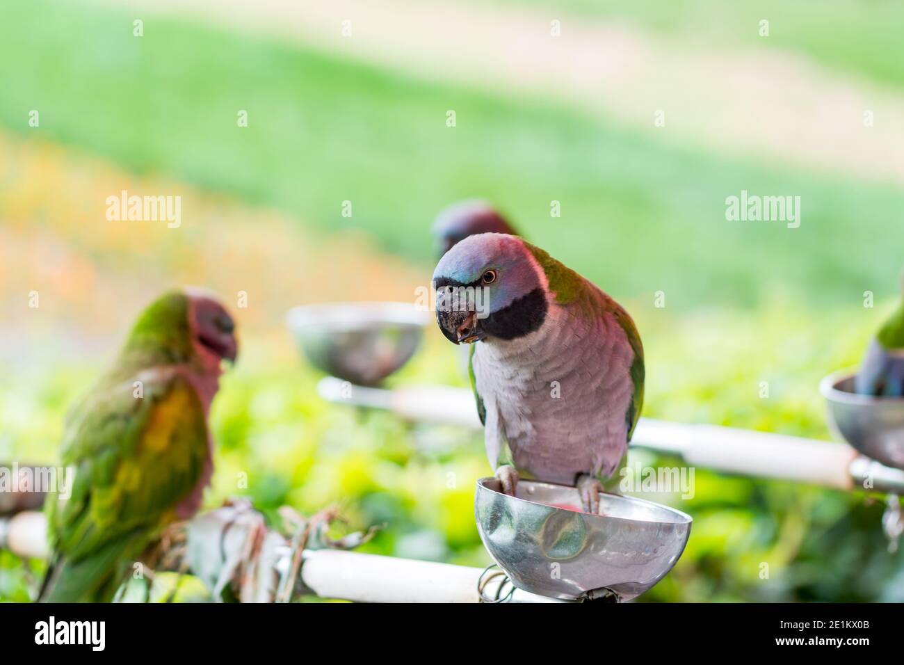 Colorful female Red-breasted parakeet parrots perching at the zoo Stock ...