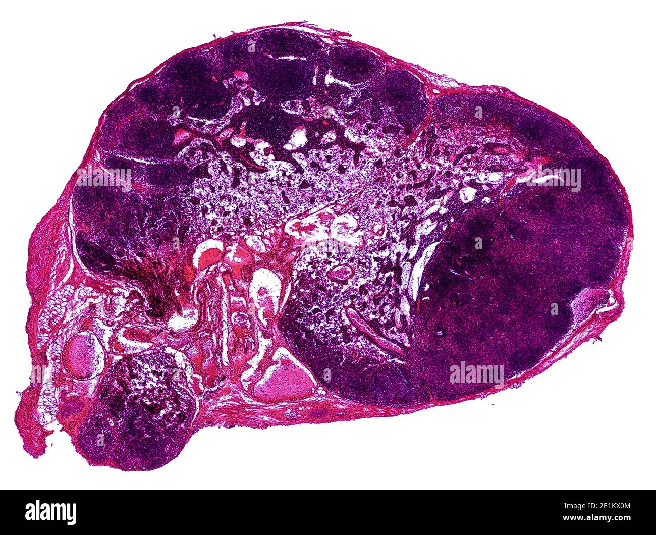 Human cells under microscope Cut Out Stock Images & Pictures - Alamy