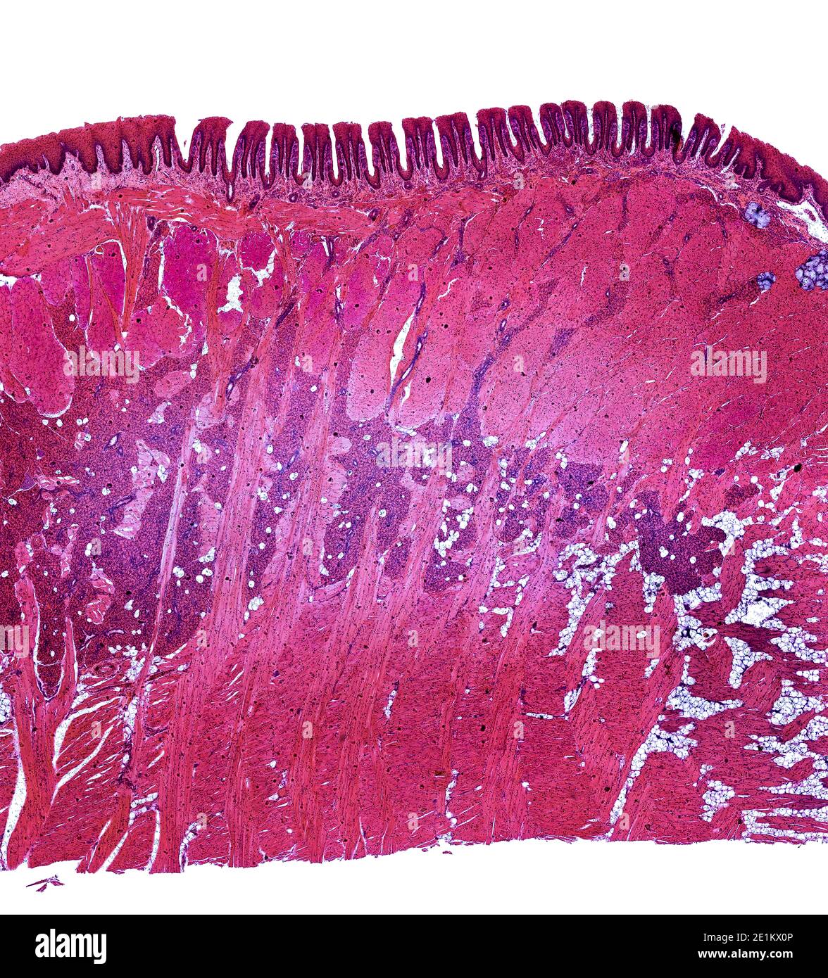 cross section cut of human body cells under a scientific microscope ...