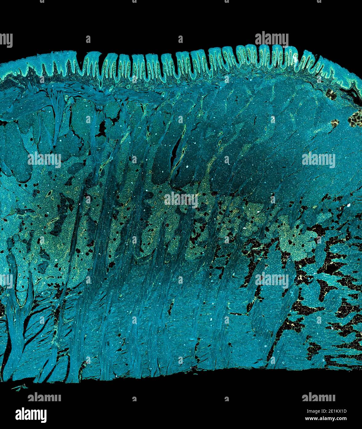 cross section cut of human body cells under a scientific microscope ...