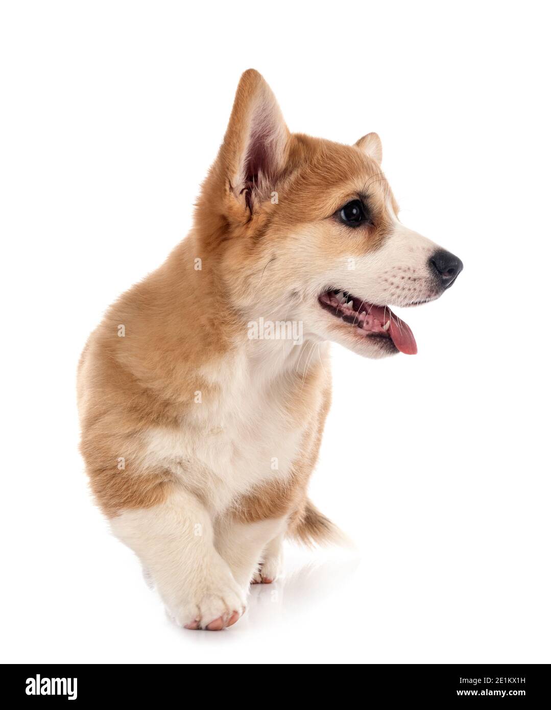 young Pembroke Welsh Corgi in front of white background Stock Photo - Alamy