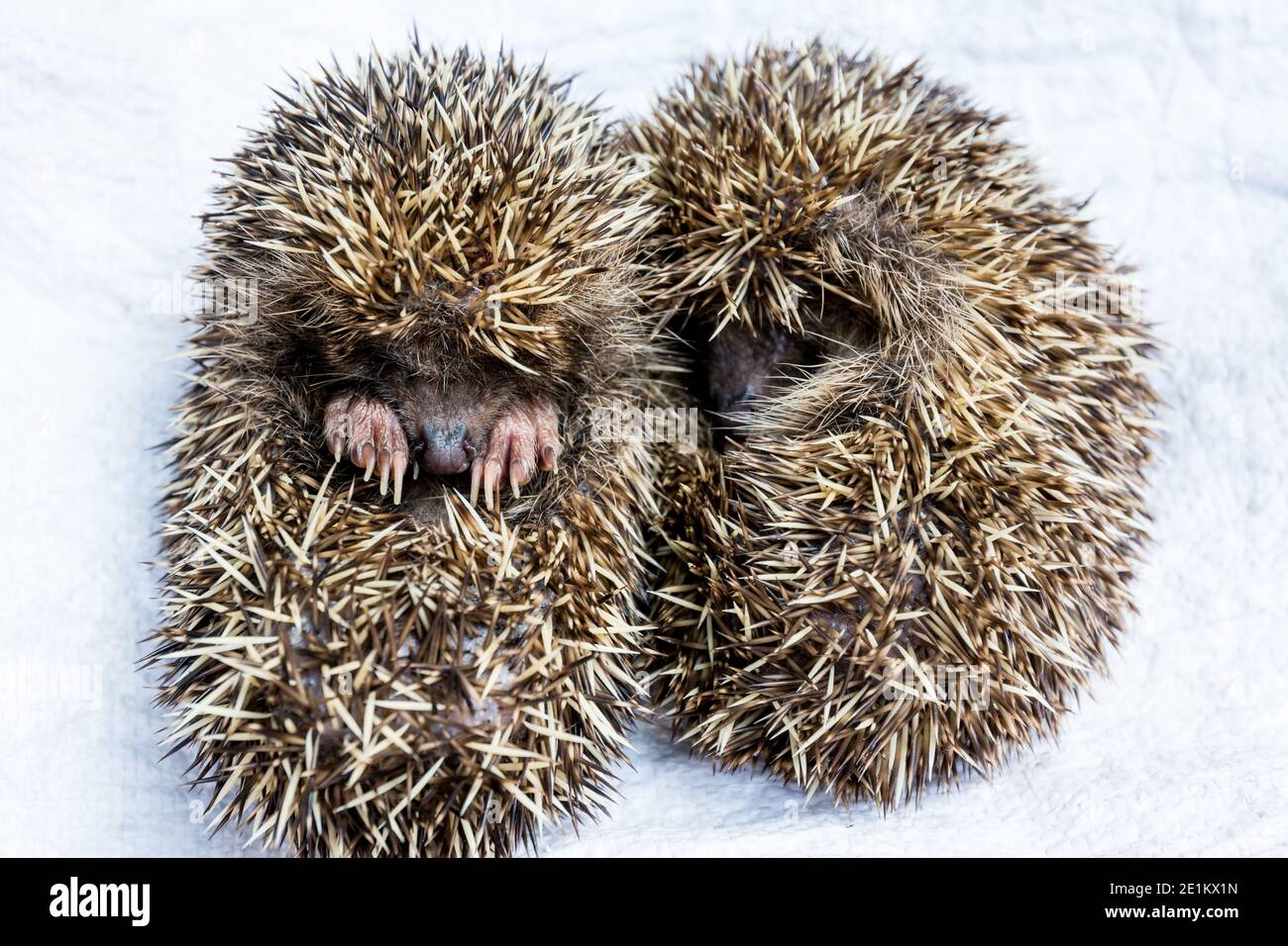 Ant hedgehog hi-res stock photography and images - Alamy