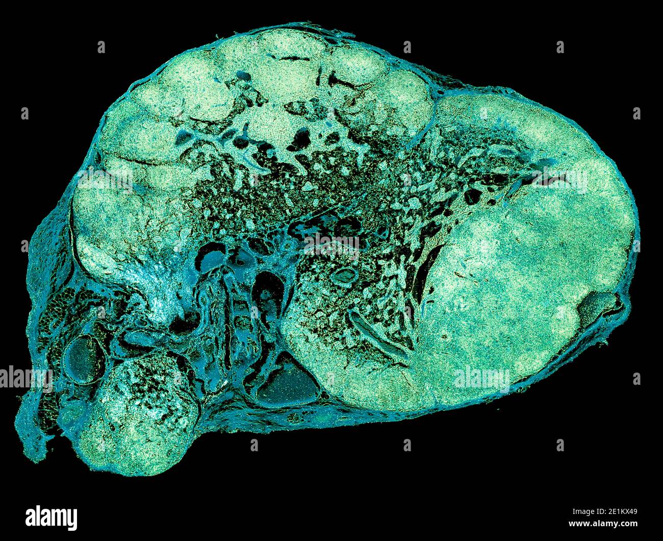 cross section cut of human body cells under a scientific microscope ...