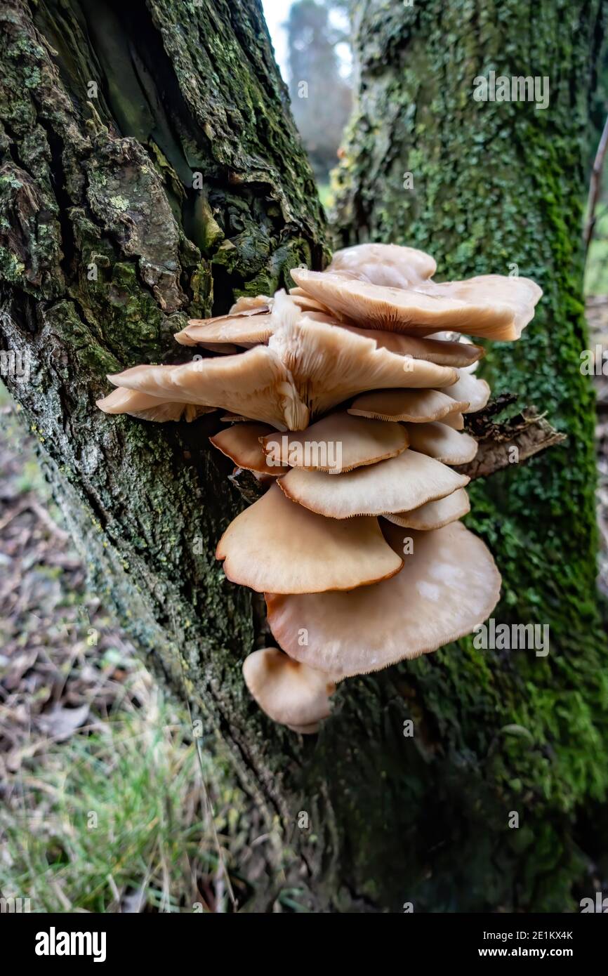Tree fungus growing out of a tree trunk Stock Photo - Alamy