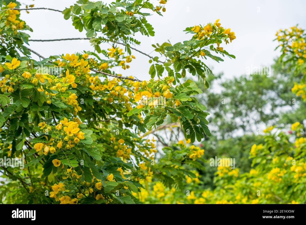 Close-up of flower of Scrambled Egg Tree - Senna surattensis (Burm.f ...