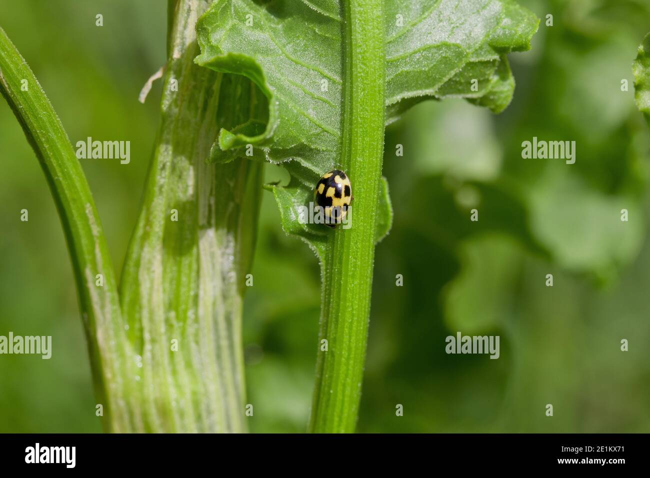 14 spotted ladybug beetle hi-res stock photography and images - Alamy