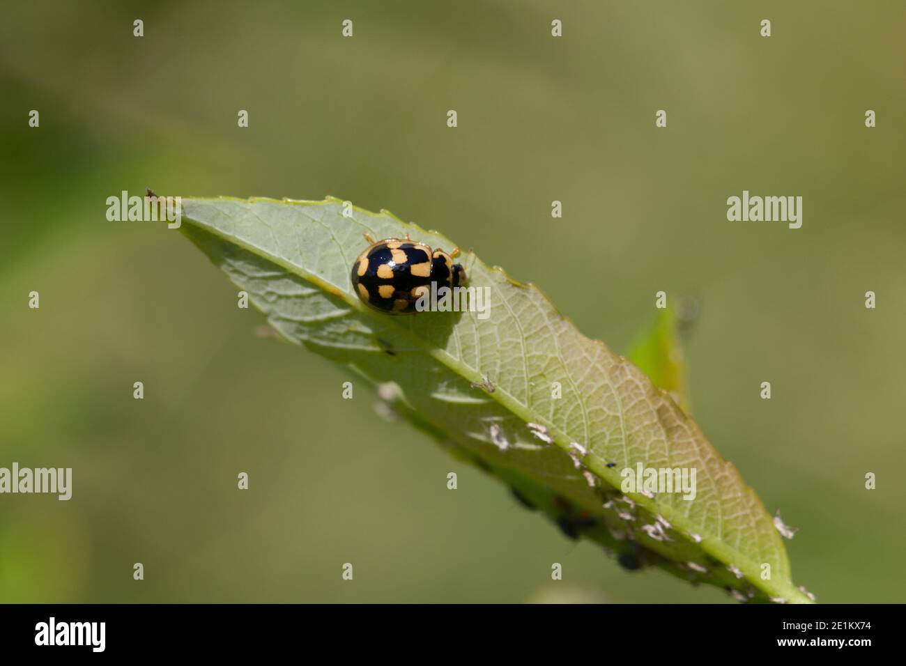 14 spotted ladybird beetle hi-res stock photography and images - Alamy
