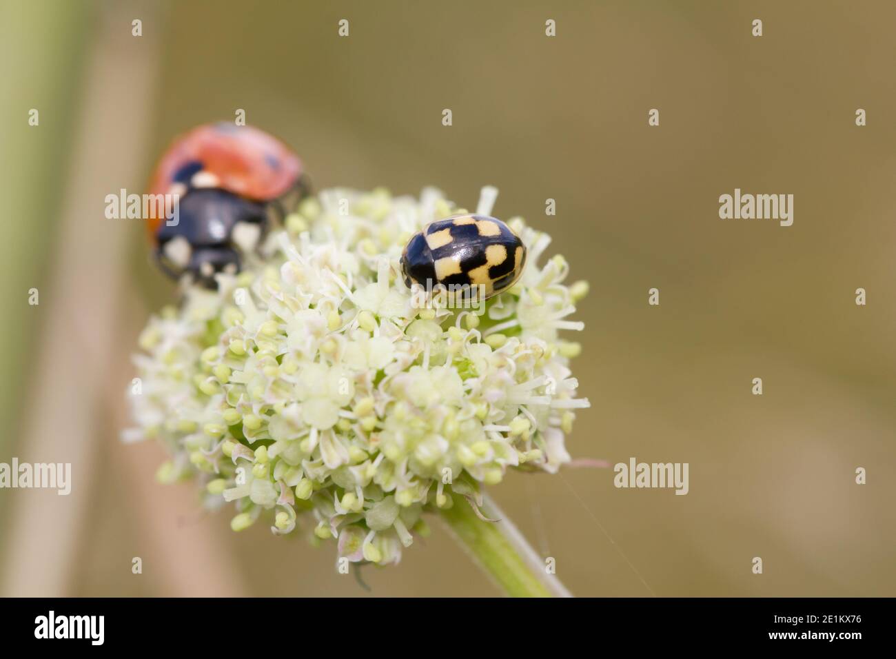 14 spotted ladybird beetle hi-res stock photography and images - Alamy