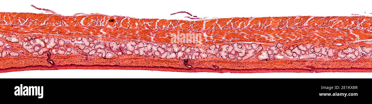 cross section cut of human body cells under a scientific microscope ...