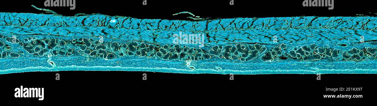 cross section cut of human body cells under a scientific microscope ...