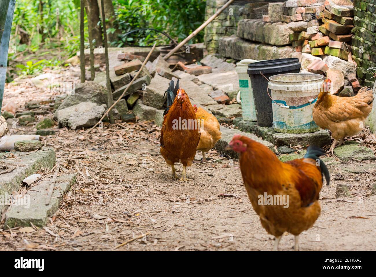 Colorful caponized cocks and hen in the farm Stock Photo - Alamy
