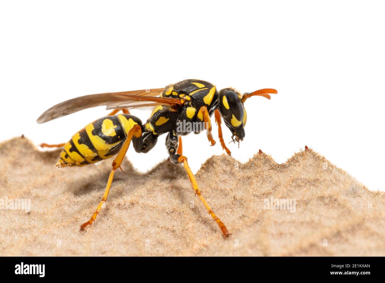 Side view of a crawling field wasp on the leaf margin isolated on white ...