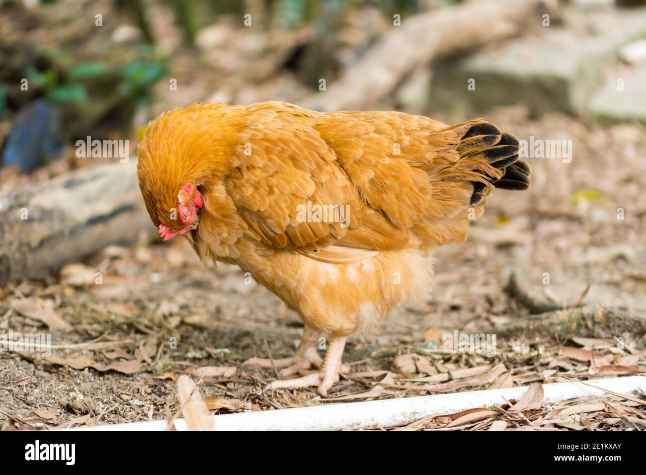 Hen natural cleaning hi-res stock photography and images - Alamy