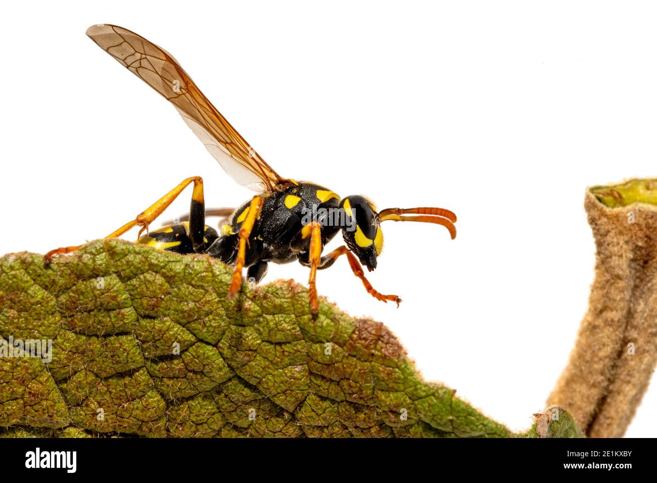 Side view of a crawling field wasp on the leaf margin isolated on white ...