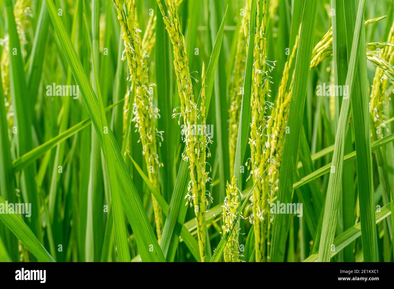 Plant rice china detail hi-res stock photography and images - Alamy