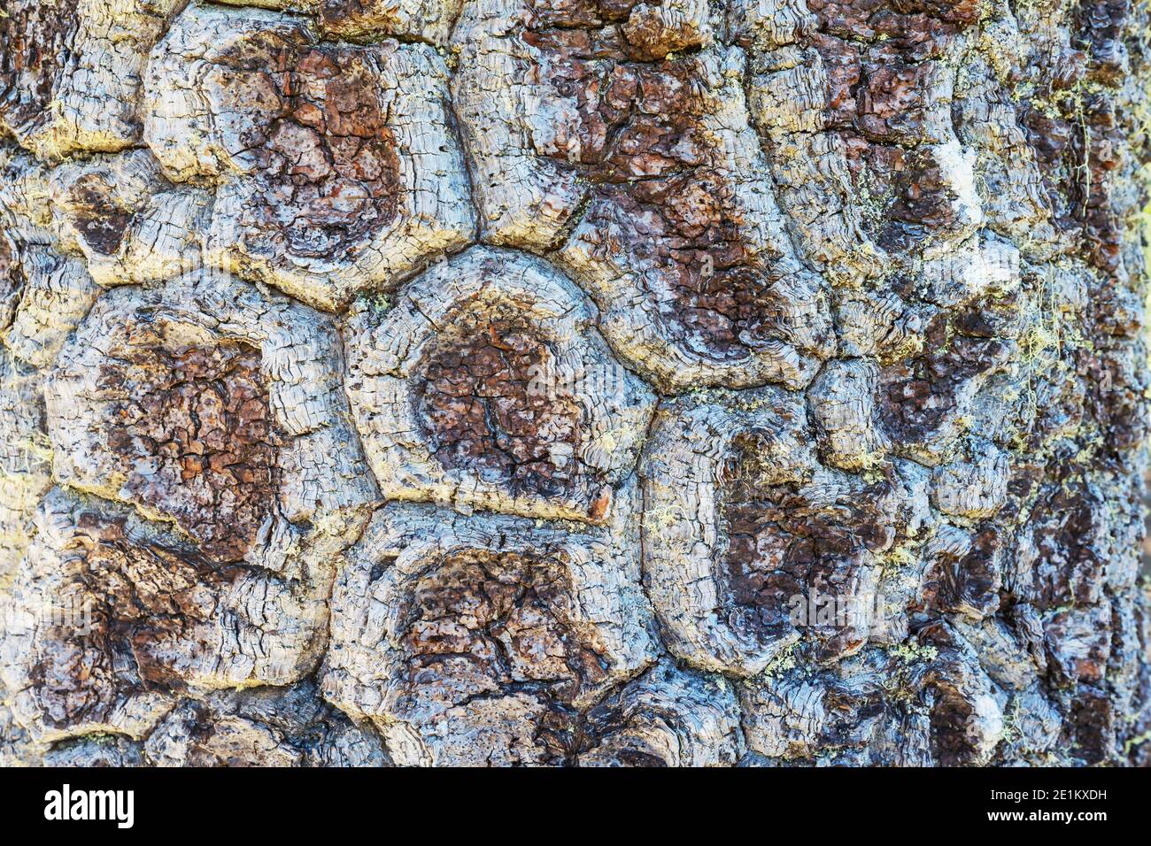 Brown wood texture background, araucaria cortex Stock Photo - Alamy