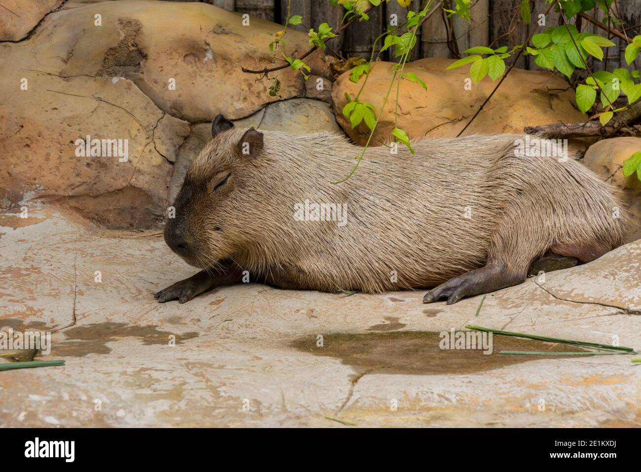 Brown Capybara (Hydrochoerus hydrochaeris) sleeping in the zoo, a giant ...