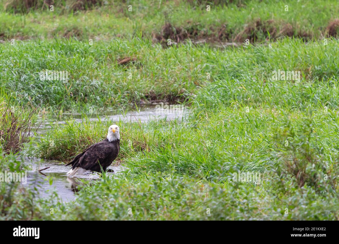 Bald eagle habitat hi-res stock photography and images - Alamy