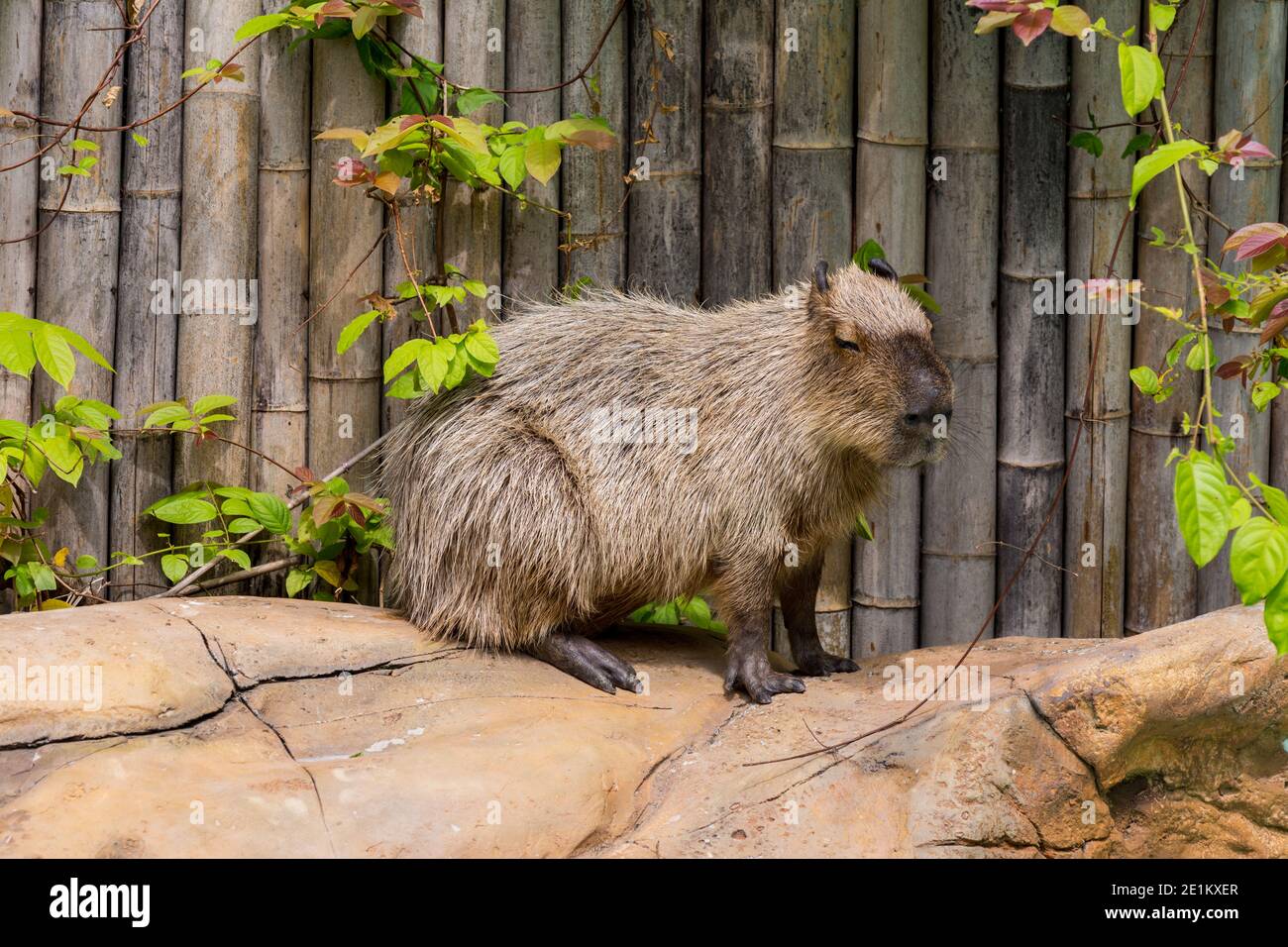 Brown Capybara (Hydrochoerus hydrochaeris) sleeping in the zoo, a giant ...