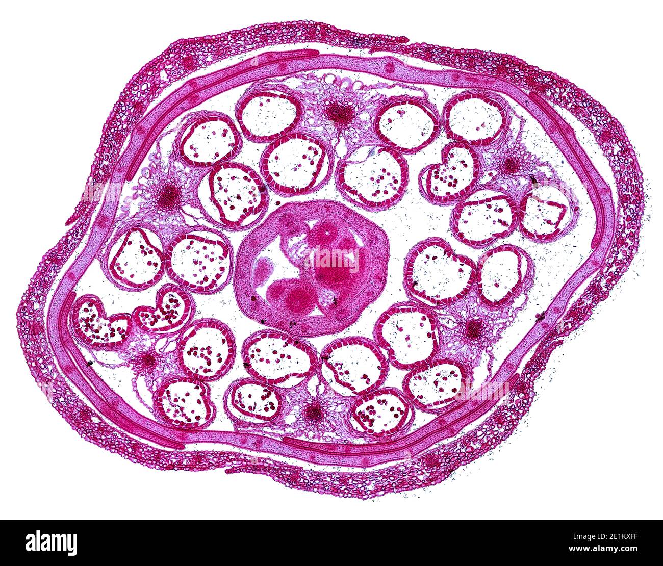 cross section cut of human body cells under a scientific microscope ...