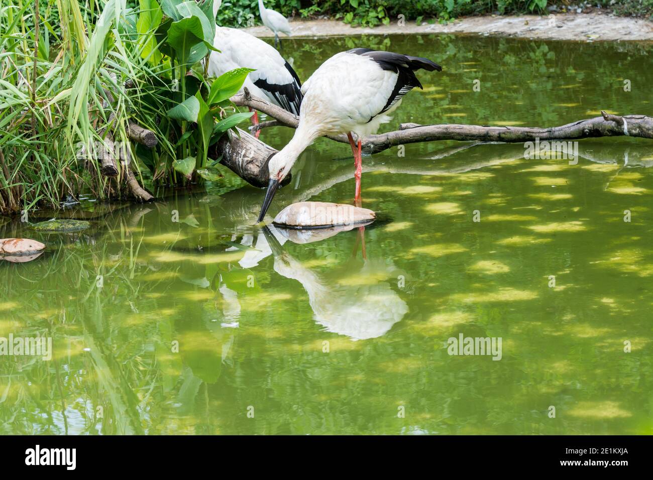 Pond Loach High Resolution Stock Photography and Images - Alamy