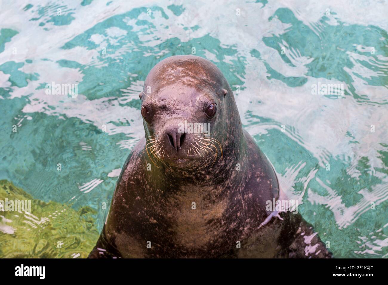Seal feeding underwater hi-res stock photography and images - Alamy