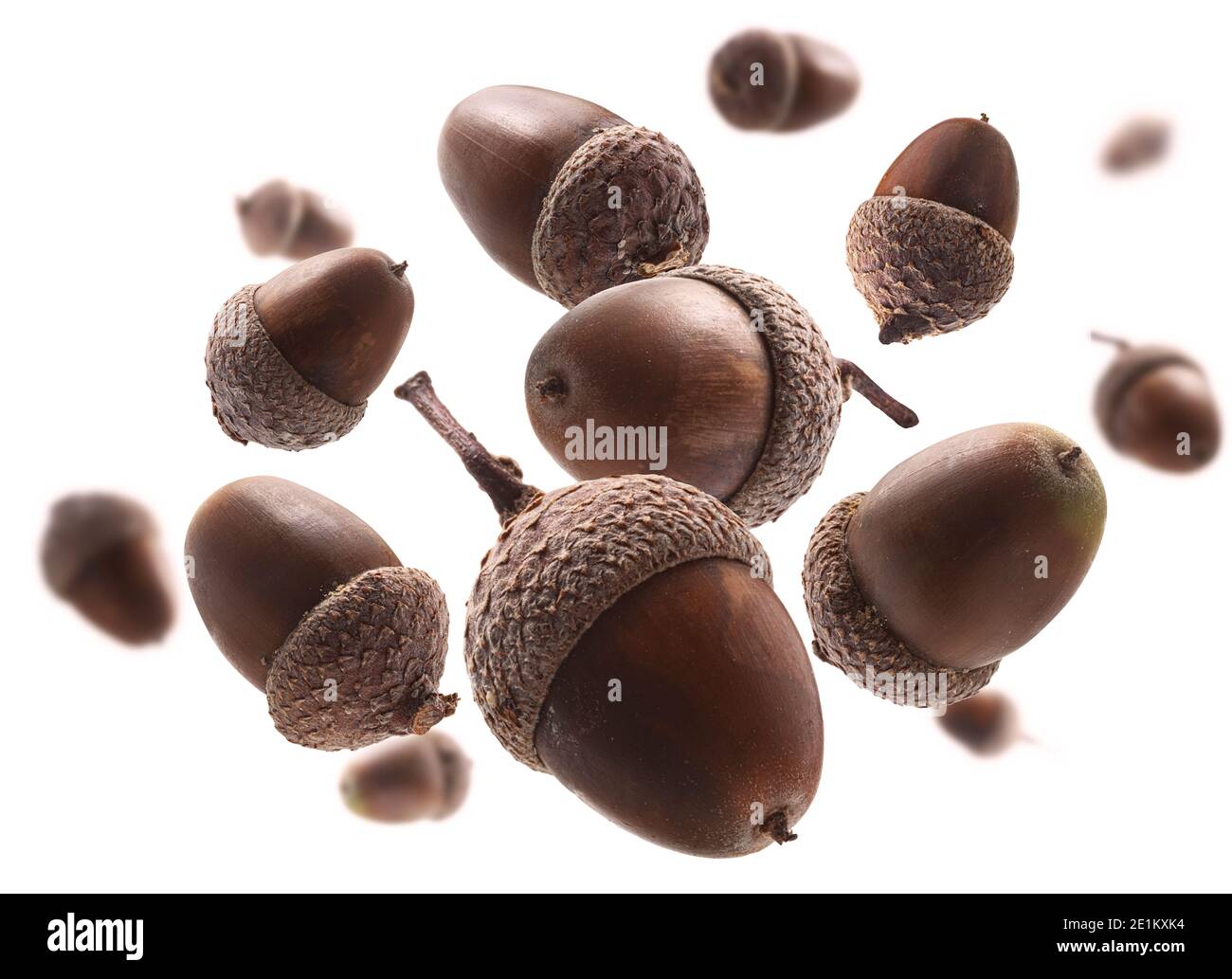 Ripe acorns hi-res stock photography and images - Alamy