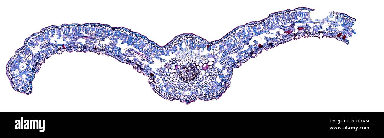 cross section cut under the microscope – microscopic view of plant ...