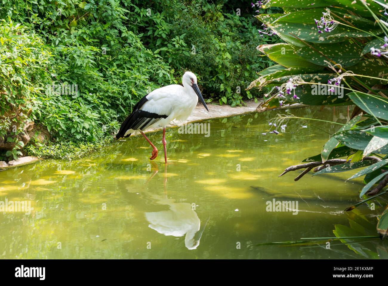 A white storks sleeping on pond in wetland reserve Stock Photo - Alamy