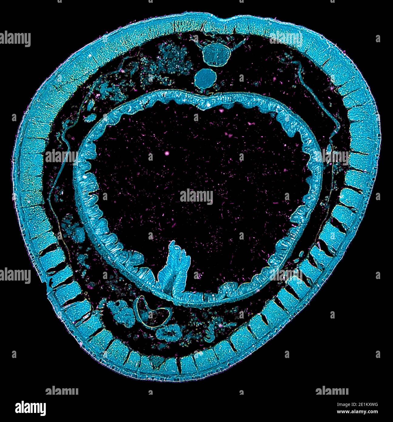 cross section cut of human body cells under a scientific microscope ...