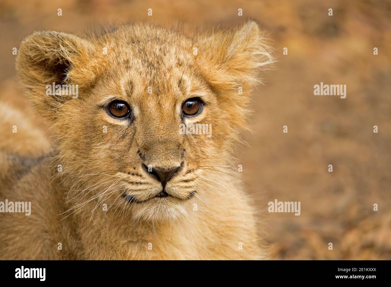 Asiatic Lion Cubs