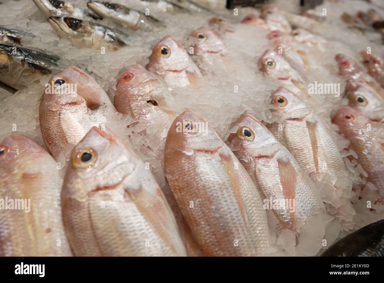 Chilled fish on ice. Red dorado sea fish on fishmonger stall Stock ...