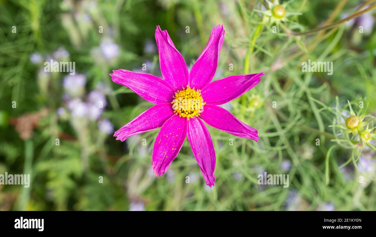 Close-up of pink colored Cosmos bipinnatus. With eight clearly ...