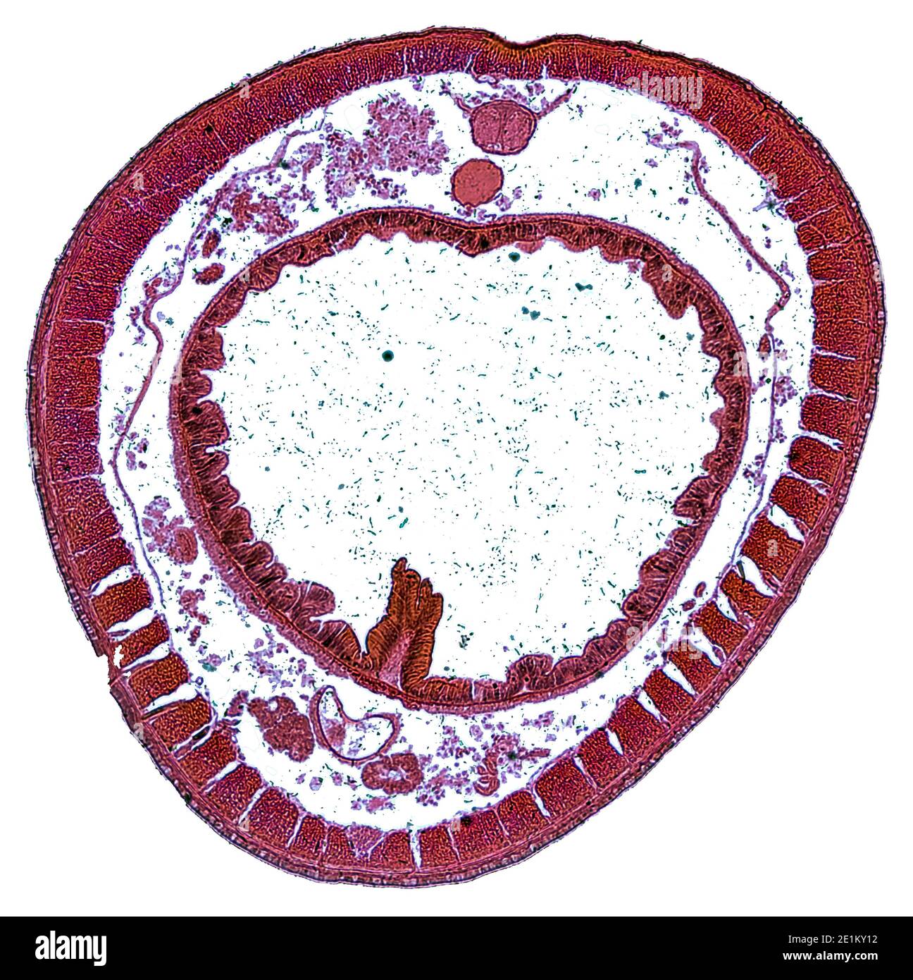 cross section cut of human body cells under a scientific microscope ...