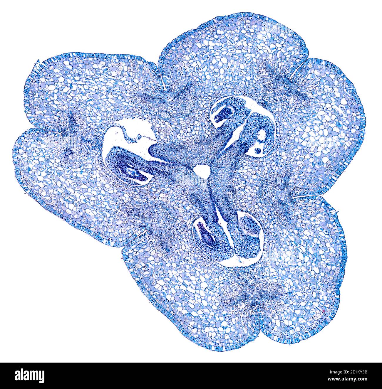 cross section cut under the microscope – microscopic view of plant ...