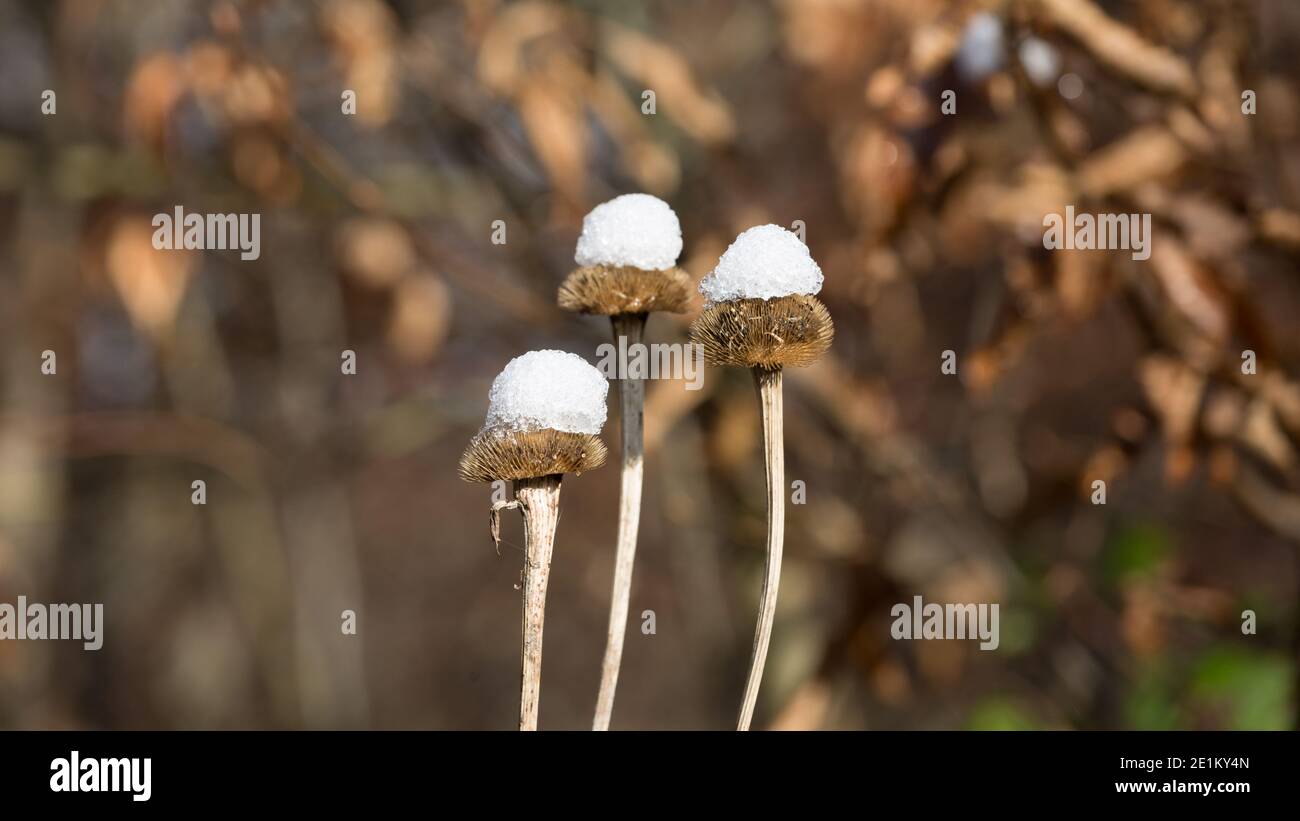 Close-up of three dried flower heads with snow caps. Blurry background ...
