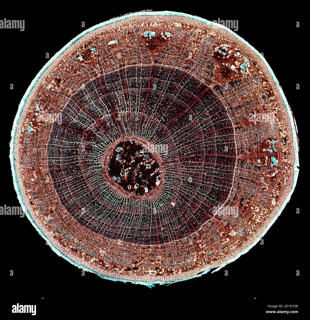 cross section cut under the microscope – microscopic view of plant ...