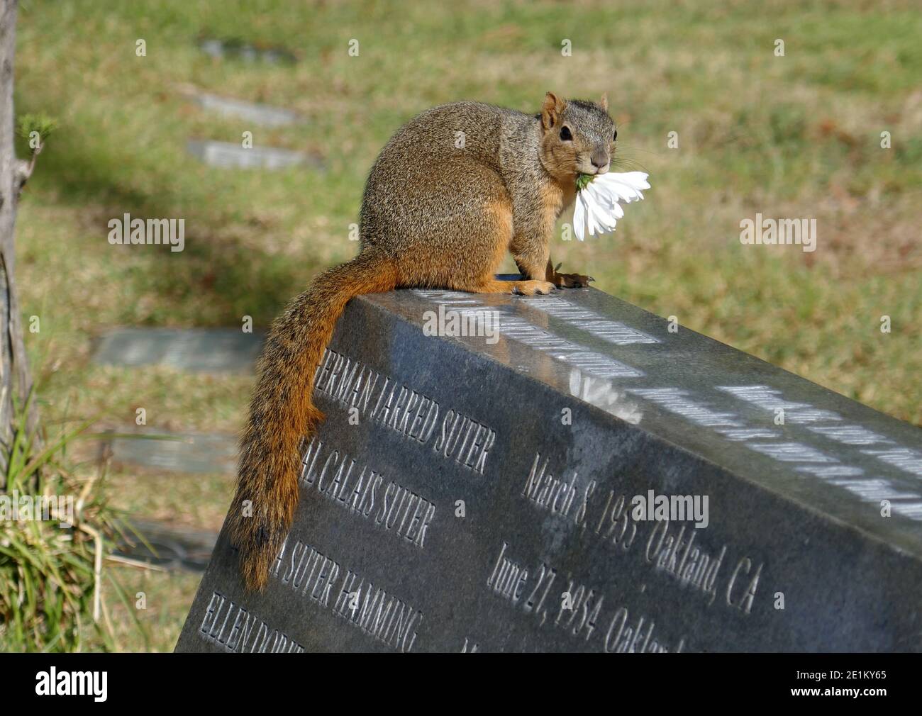 Los Angeles, California, USA 31st December 2020 A general view of ...