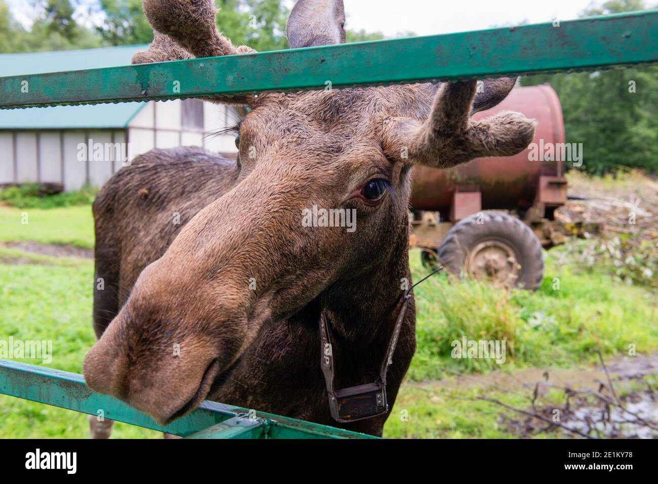 A moose at the special moose farm in Kostroma region in Russia Stock ...