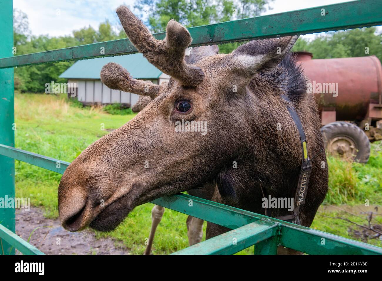Close up moose nose hi-res stock photography and images - Alamy