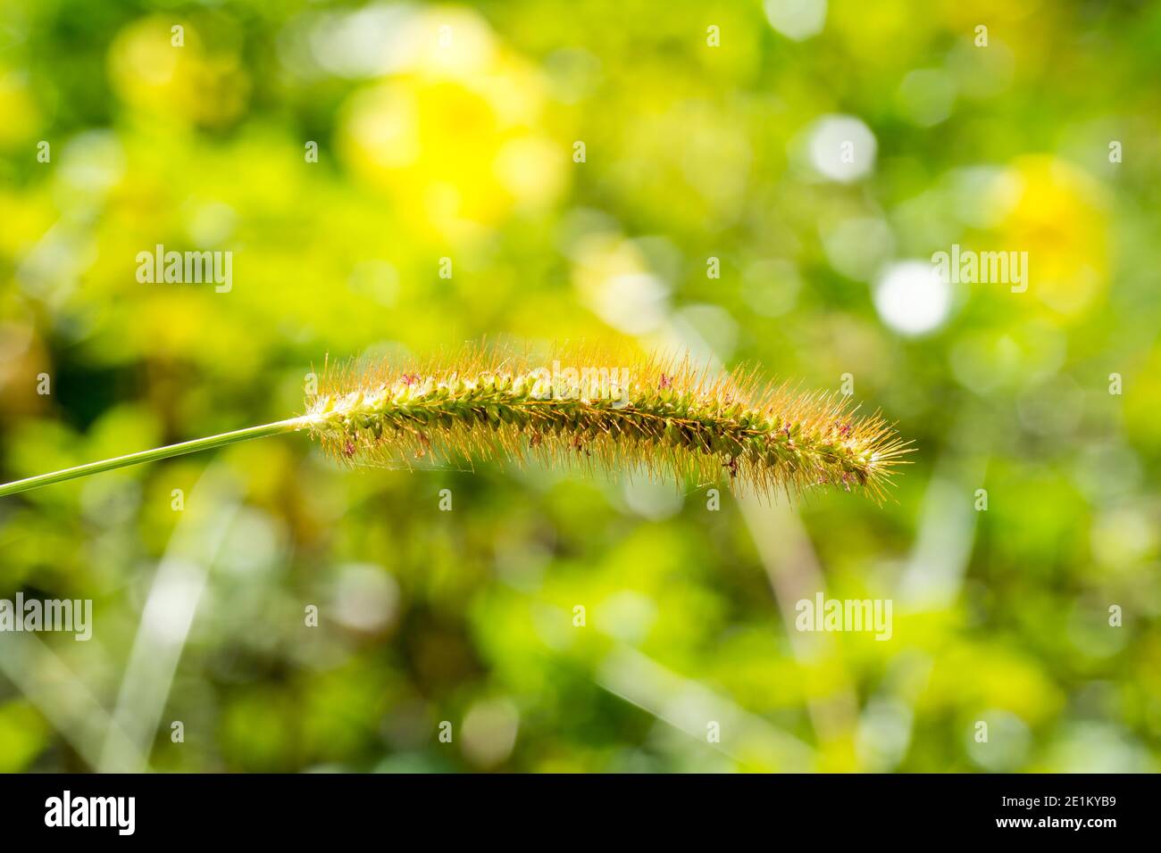 Golden bristle grass hi-res stock photography and images - Alamy