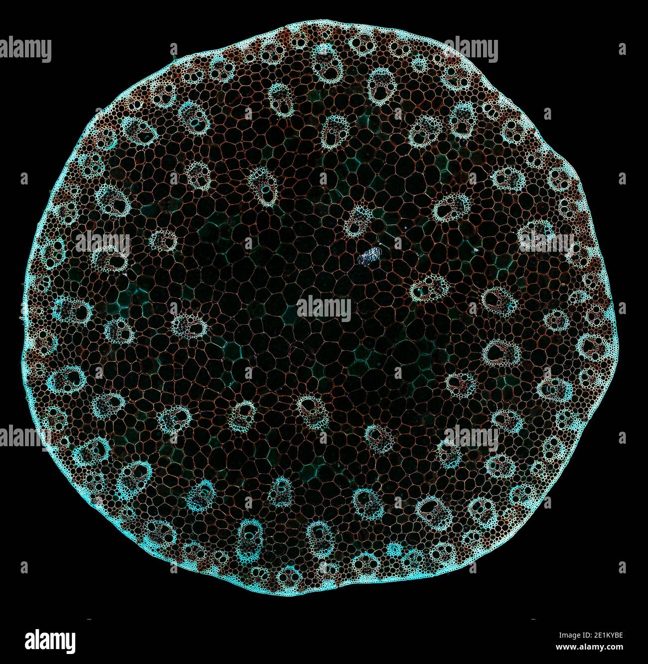 cross section cut under the microscope – microscopic view of plant ...