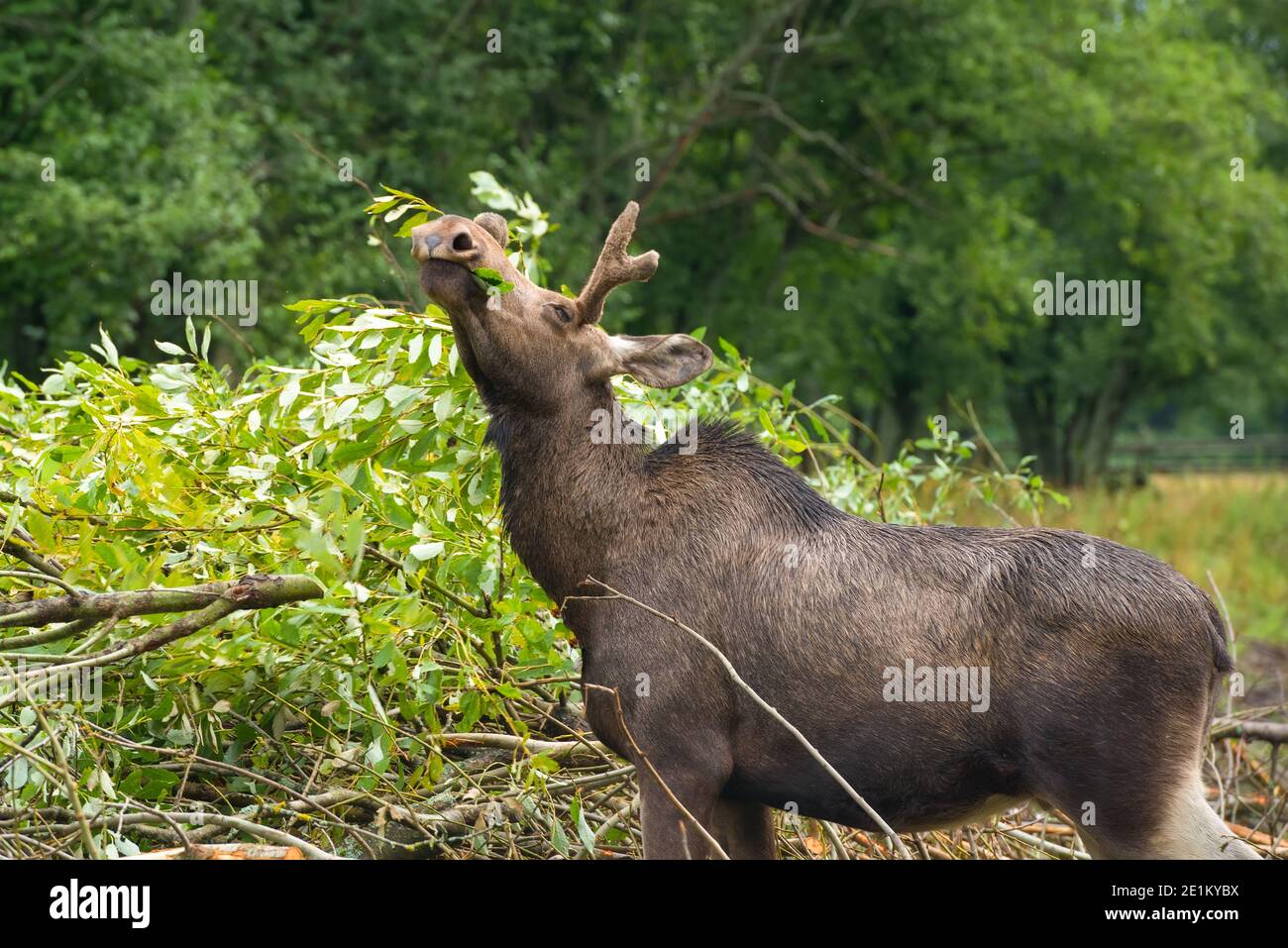 Young big and strong elk eating leaves from bushes Stock Photo - Alamy