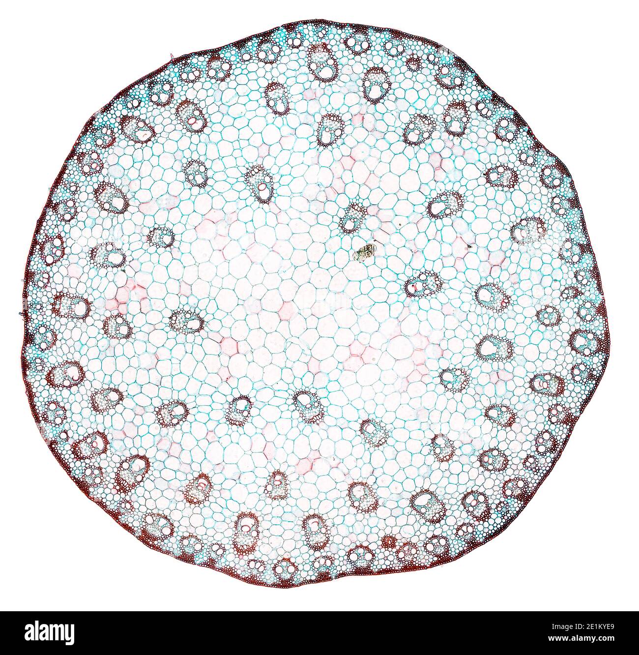 cross section cut under the microscope – microscopic view of plant ...