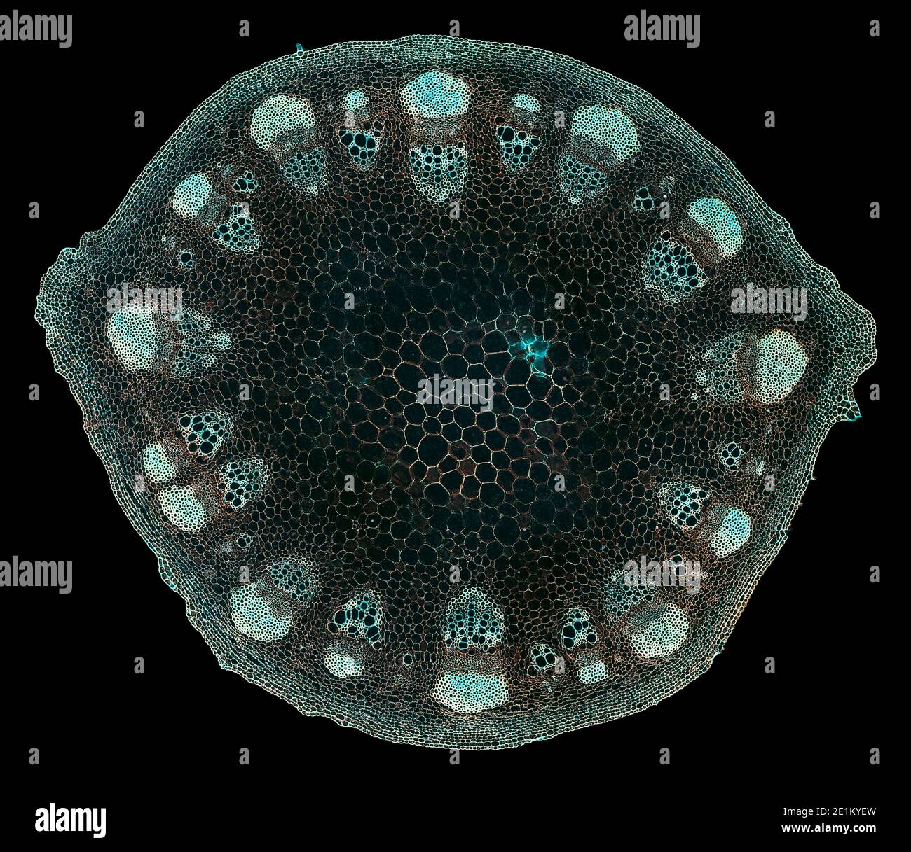 cross section cut under the microscope – microscopic view of plant ...