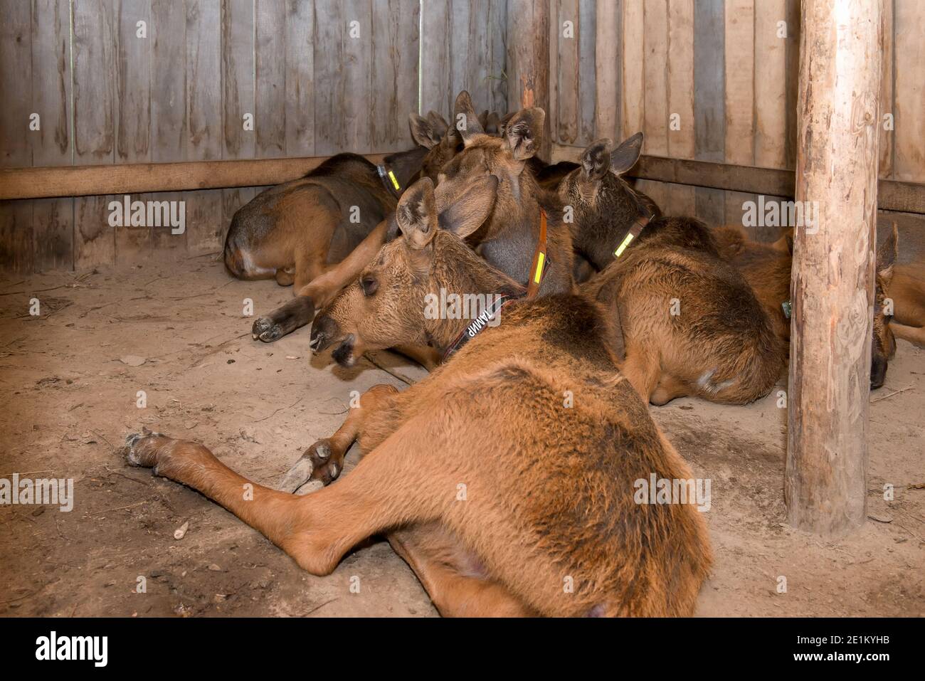 Little young moose resting in a paddock on a farm after a walk Stock ...