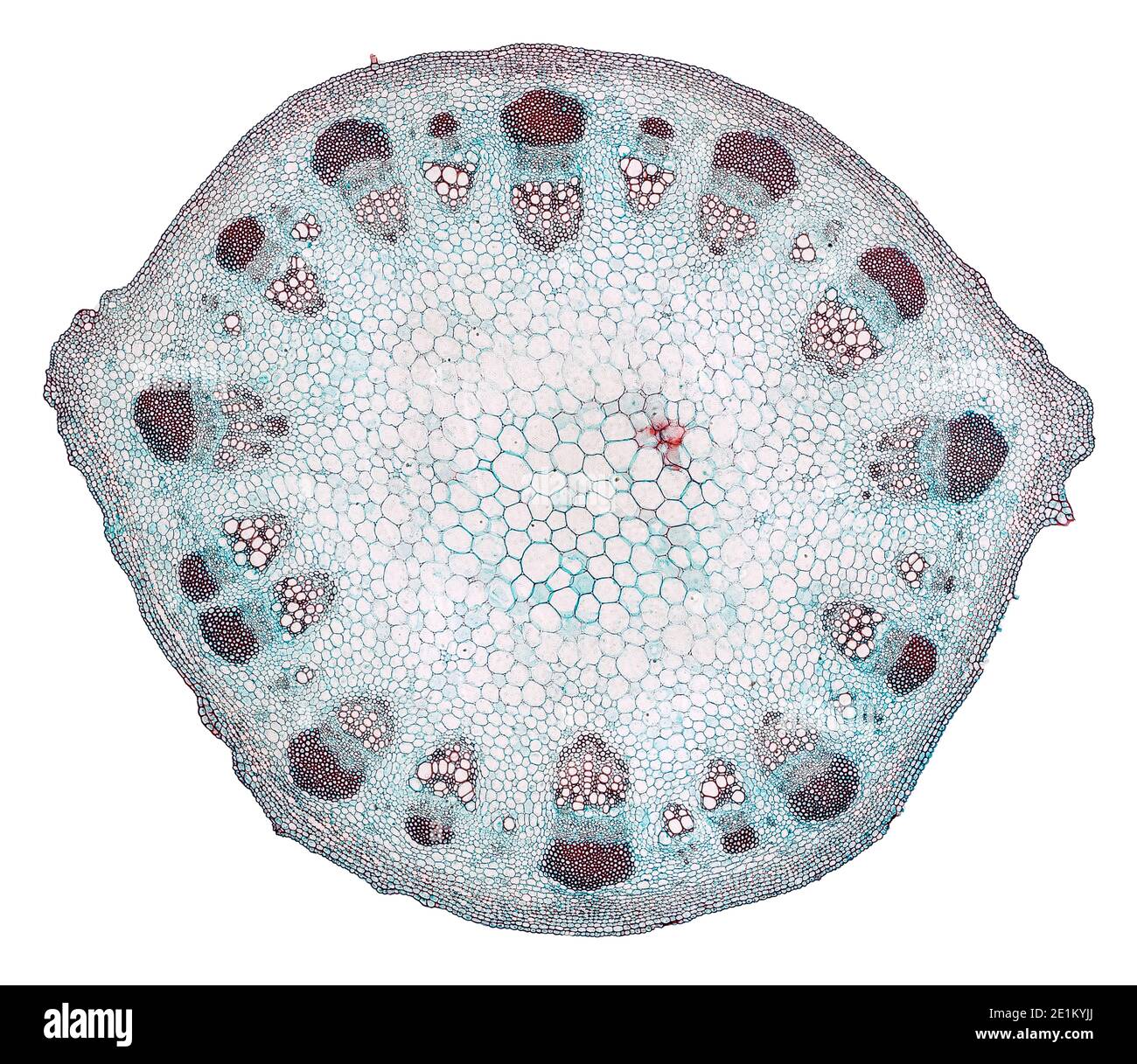cross section cut under the microscope – microscopic view of plant ...