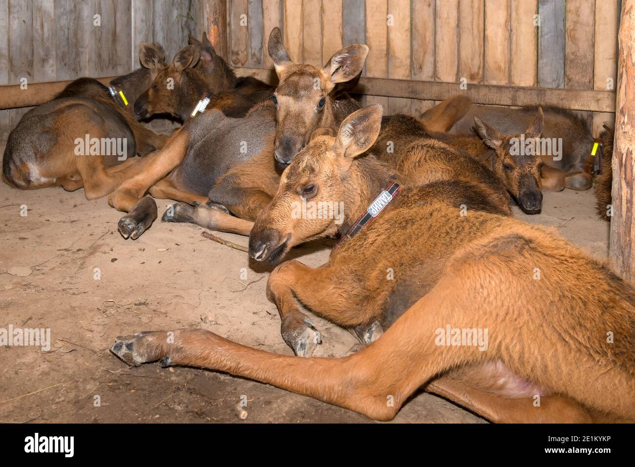 Little young moose resting in a paddock on a farm after a walk Stock ...
